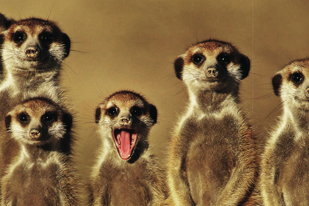 Typiquement suricate - Family-FIPS